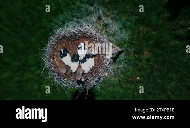 Shooting from the height of the nest of a Far Eastern stork - the red ...