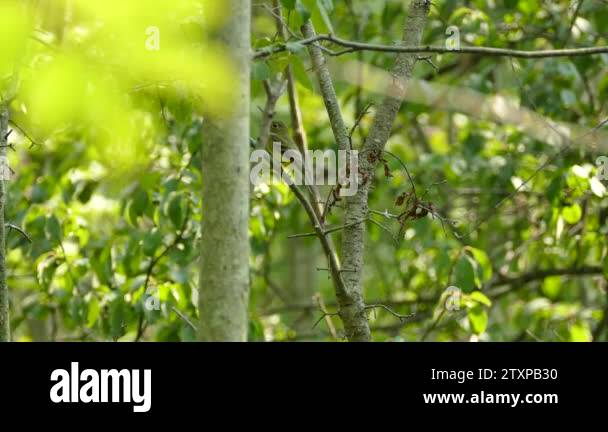 Abrupt movements Stock Videos & Footage - HD and 4K Video Clips - Alamy