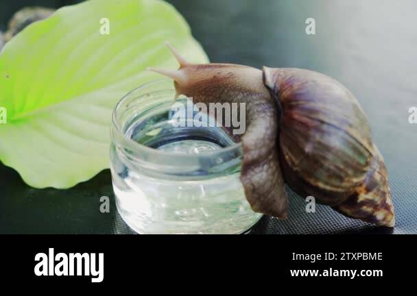 Water snail glass Stock Videos & Footage - HD and 4K Video Clips - Alamy
