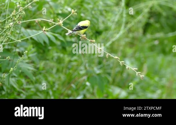 Weak bird Stock Videos & Footage - HD and 4K Video Clips - Alamy