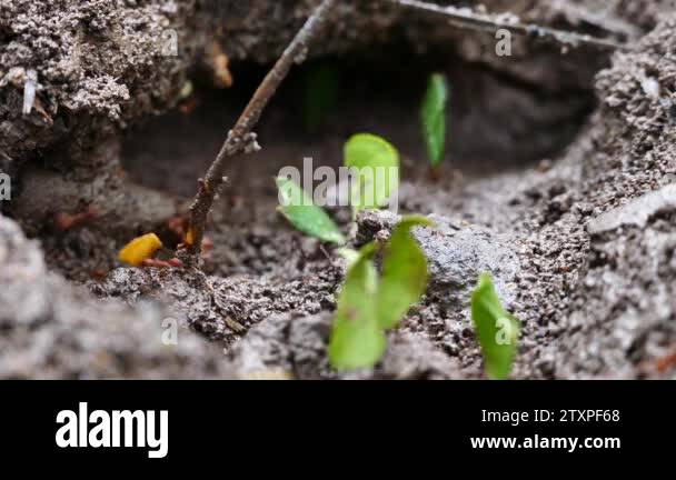Equatorial soil Stock Videos & Footage - HD and 4K Video Clips - Alamy