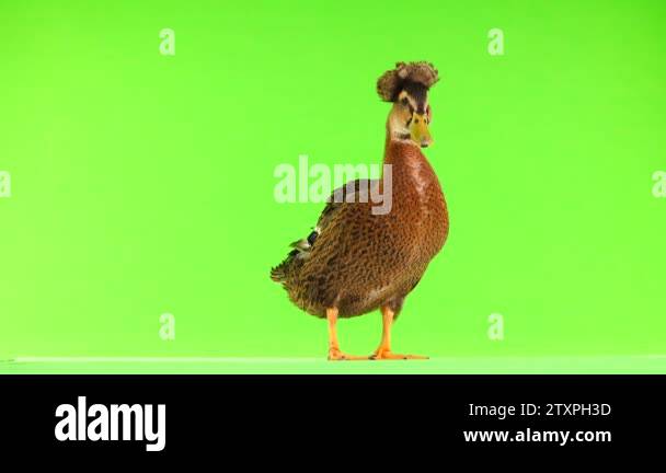 brown duck quack on a green screen Stock Video Footage - Alamy