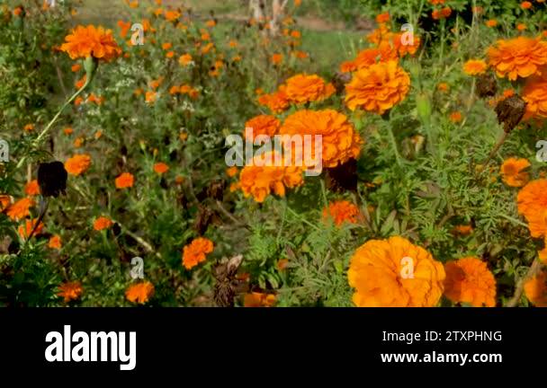 Marigold flower as a new Indian symbol of remembrance of Indian ...
