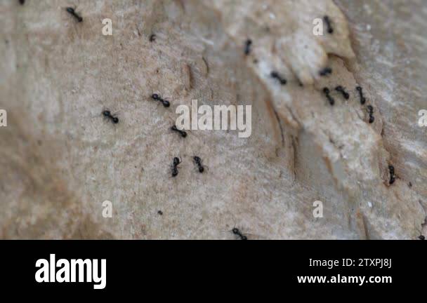 Broken leg insect Stock Videos & Footage - HD and 4K Video Clips - Alamy