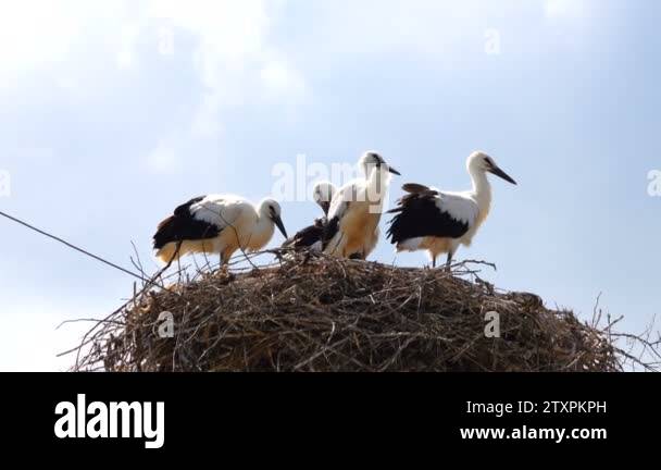 Young storks in nest Stock Videos & Footage - HD and 4K Video Clips - Alamy