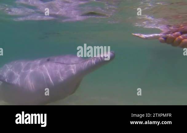 Dolphin eating fish underwater Stock Videos & Footage - HD and 4K Video ...
