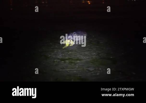 Nutria And banana. Funny ugly nutria, Myocastor coypus, big rodent ...