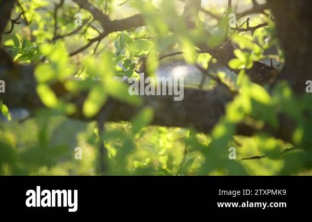 Cobweb of tree branches Stock Videos & Footage - HD and 4K Video Clips ...