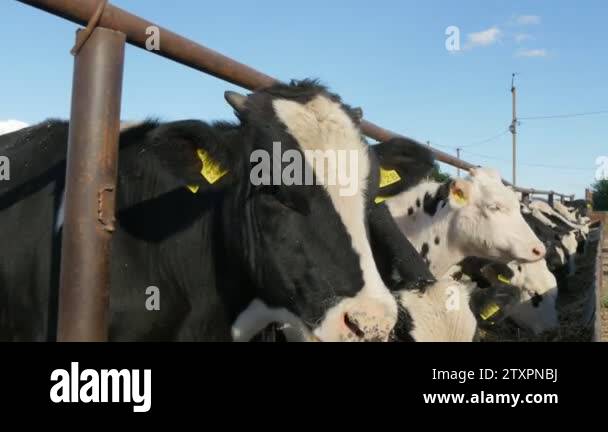 Young cow is trying to smell the camera while eating straw from a ...