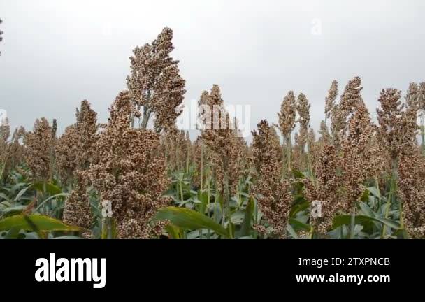Sorghum plantation ready for harvest Stock Videos & Footage - HD and 4K ...