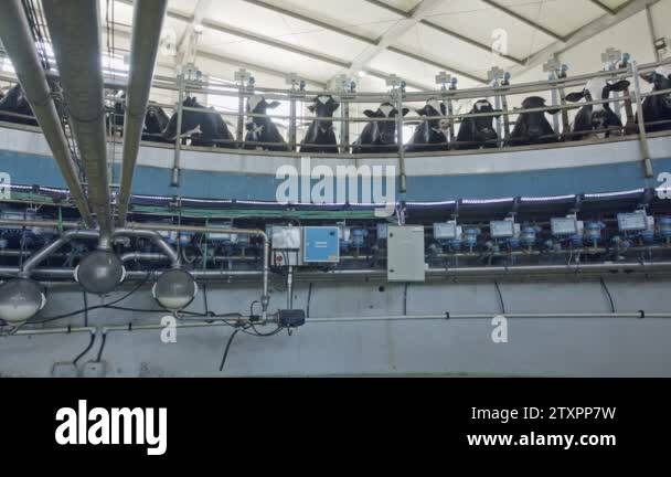 Cows during milking on a rotary milking parlor in a large dairy farm ...