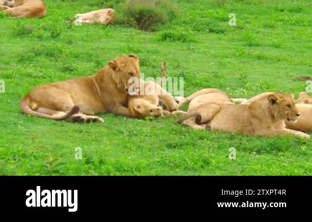 Ngorongoro conservation area lions Stock Videos & Footage - HD and 4K ...
