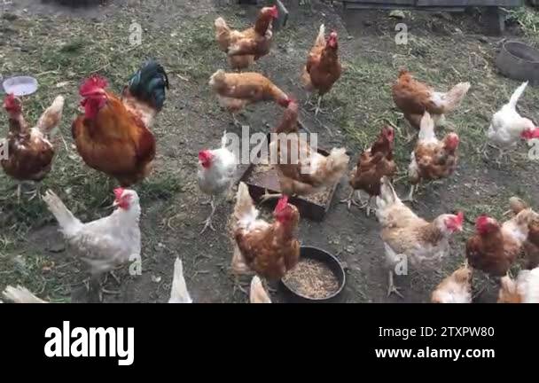 3 chickens Stock Videos & Footage - HD and 4K Video Clips - Alamy
