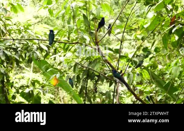 Multiple tiny birds flying off and away all at once in dense rainforest ...
