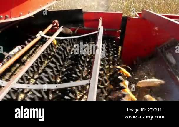 close up, View of filtering process of Fresh ripe corncobs from leaves ...