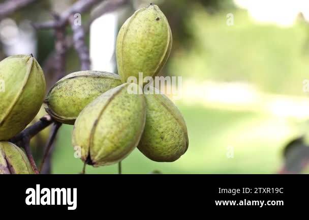 Pod nuts Stock Videos & Footage - HD and 4K Video Clips - Alamy