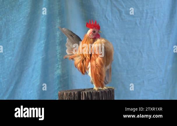Serama malaysian poses on Stock Videos & Footage - HD and 4K Video ...