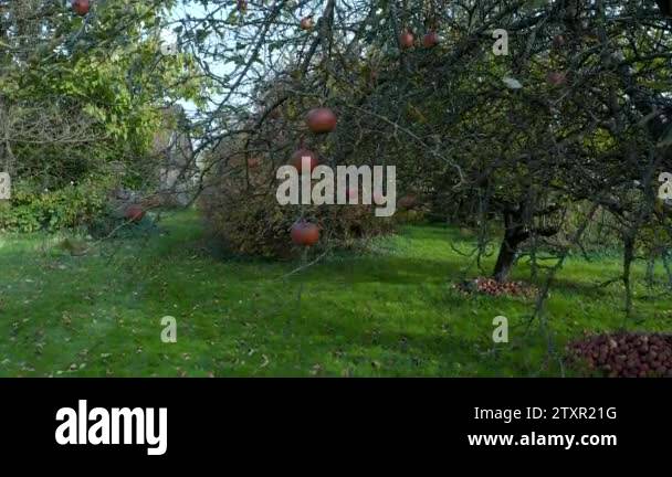 Ecological orchard Stock Videos & Footage - HD and 4K Video Clips - Alamy