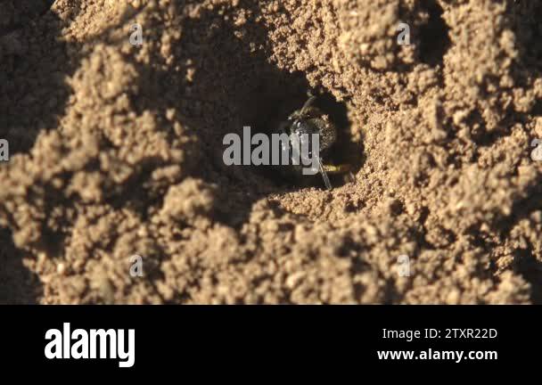 Young honey bee, hatching from an egg, peeps out of hole in ground ...
