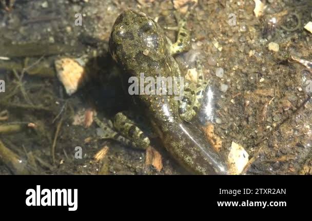 Amphibian larval stage Stock Videos & Footage - HD and 4K Video Clips ...