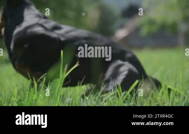 Fetches Stock Videos & Footage - HD and 4K Video Clips - Alamy