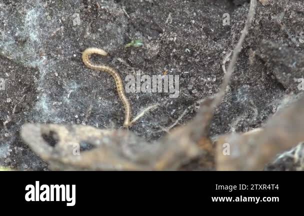 Insect Linotaeniidae Strigamia bibens soil centipede crawling on black ...