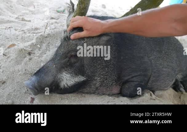 Man boar Stock Videos & Footage - HD and 4K Video Clips - Alamy