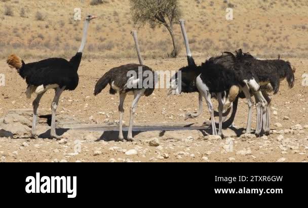 Group of ostriches (Struthio camelus) drinking water at a waterhole ...