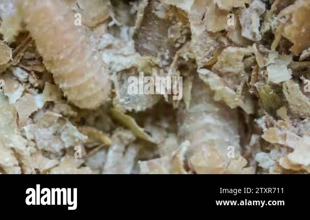 Angleworm Stock Videos & Footage - HD and 4K Video Clips - Alamy