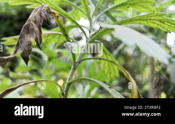 Absinthe branch on white Stock Videos & Footage - HD and 4K Video Clips ...