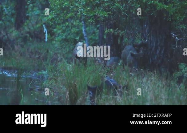 Georgia invasive species Stock Videos & Footage - HD and 4K Video Clips ...