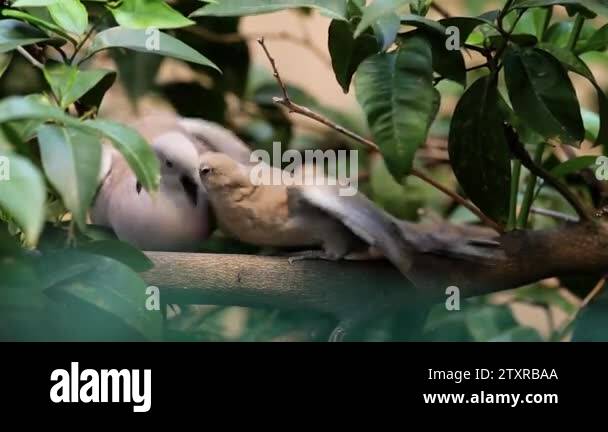 Chicken family tree Stock Videos & Footage - HD and 4K Video Clips - Alamy
