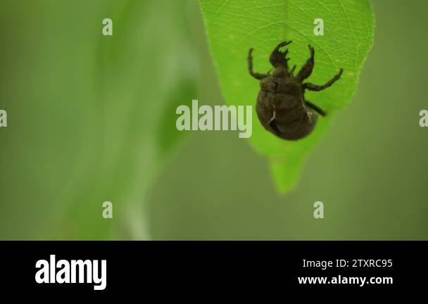 Cicada exoskeleton shed skin Stock Videos & Footage - HD and 4K Video ...