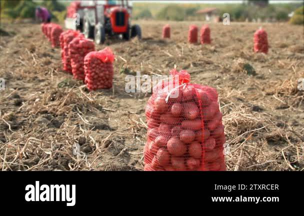 Two Farm Workers, Tractor and Sacks of Freshly Harvested Potato in a ...