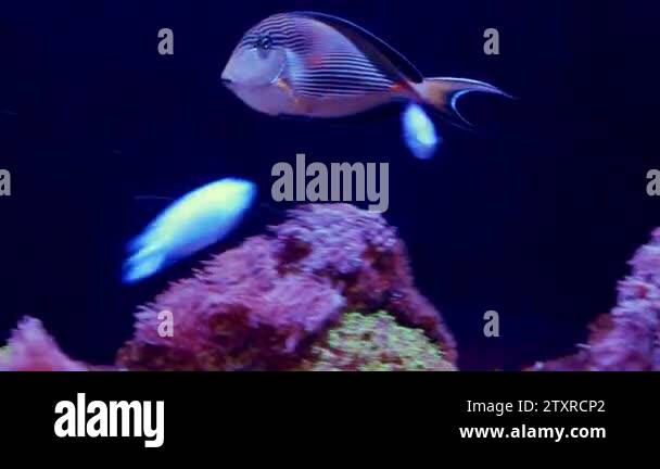 Blenny fish in coral Stock Videos & Footage - HD and 4K Video Clips - Alamy