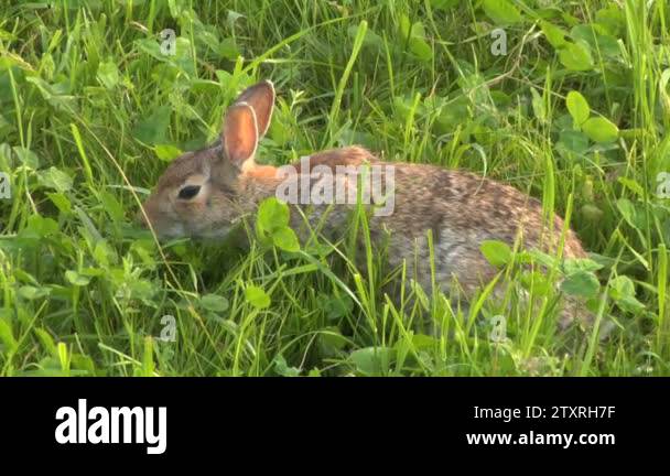 Hare eating grass Stock Videos & Footage - HD and 4K Video Clips - Alamy