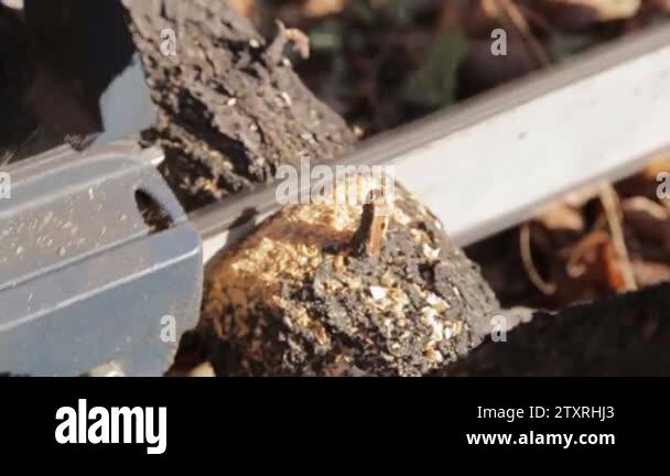 sawing a tree with a chainsaw + the sound of a chainsaw Stock Video ...