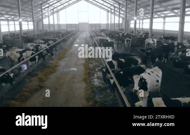 Cattle fodder Stock Videos & Footage - HD and 4K Video Clips - Alamy