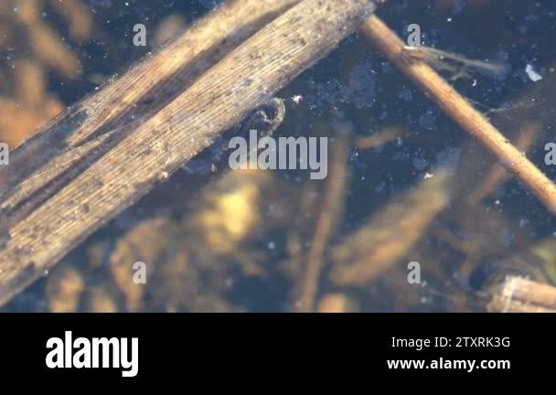 Aquatic larvae Stock Videos & Footage - HD and 4K Video Clips - Alamy