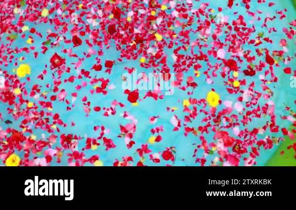 Tub of roses Stock Videos & Footage - HD and 4K Video Clips - Alamy