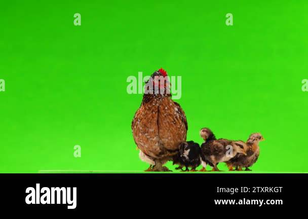 Chicken millet Stock Videos & Footage - HD and 4K Video Clips - Alamy