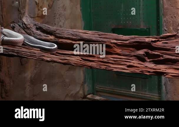 Dry snake Stock Videos & Footage - HD and 4K Video Clips - Alamy