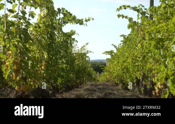 Plantation system Stock Videos & Footage - HD and 4K Video Clips - Alamy