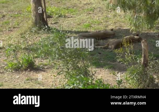 African lions sleep under a tree fleeing from the heat. Lions in the ...