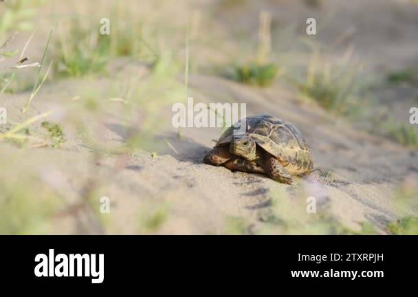 Wrinkled sand Stock Videos & Footage - HD and 4K Video Clips - Alamy