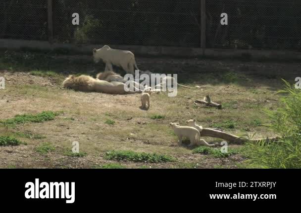 Endangered animals art Stock Videos & Footage - HD and 4K Video Clips ...