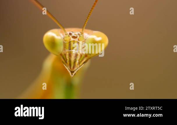 Bali wildlife Stock Videos & Footage - HD and 4K Video Clips - Alamy