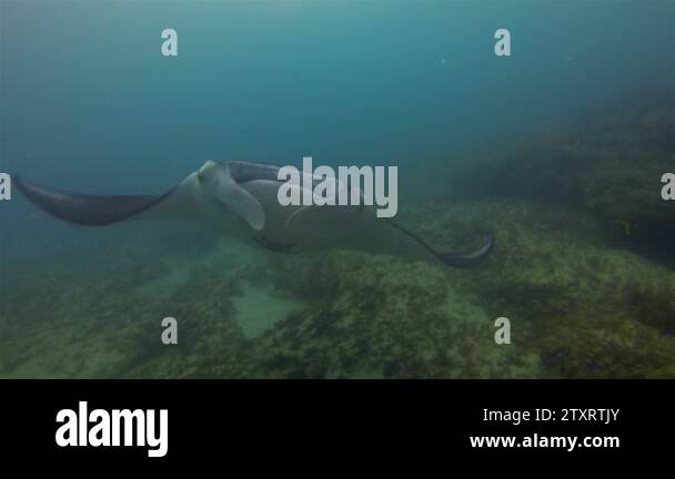 Graceful Manta Ray Close Up Swimming Overhead In Blue Sea Water ...