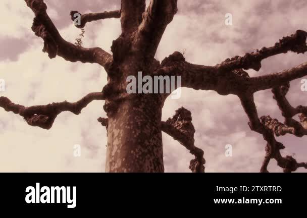 Fantasy gothic horror tree Stock Videos & Footage - HD and 4K Video ...
