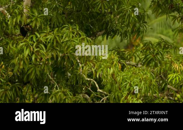 One wing extended Stock Videos & Footage - HD and 4K Video Clips - Alamy